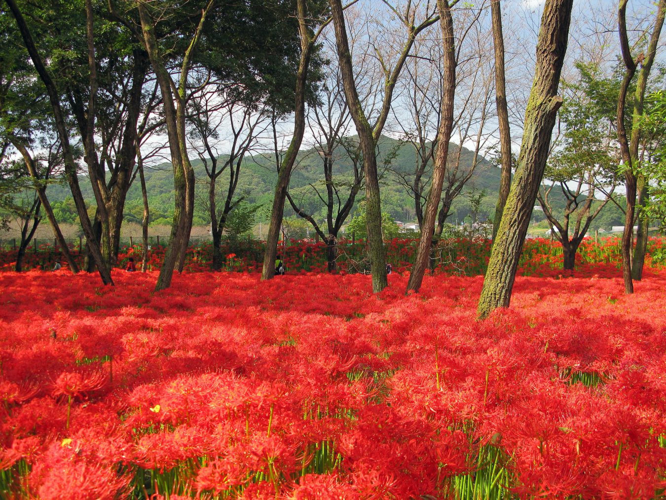 Unlocking the Magic of Japan's Silver Week: Your Ultimate Guide ...