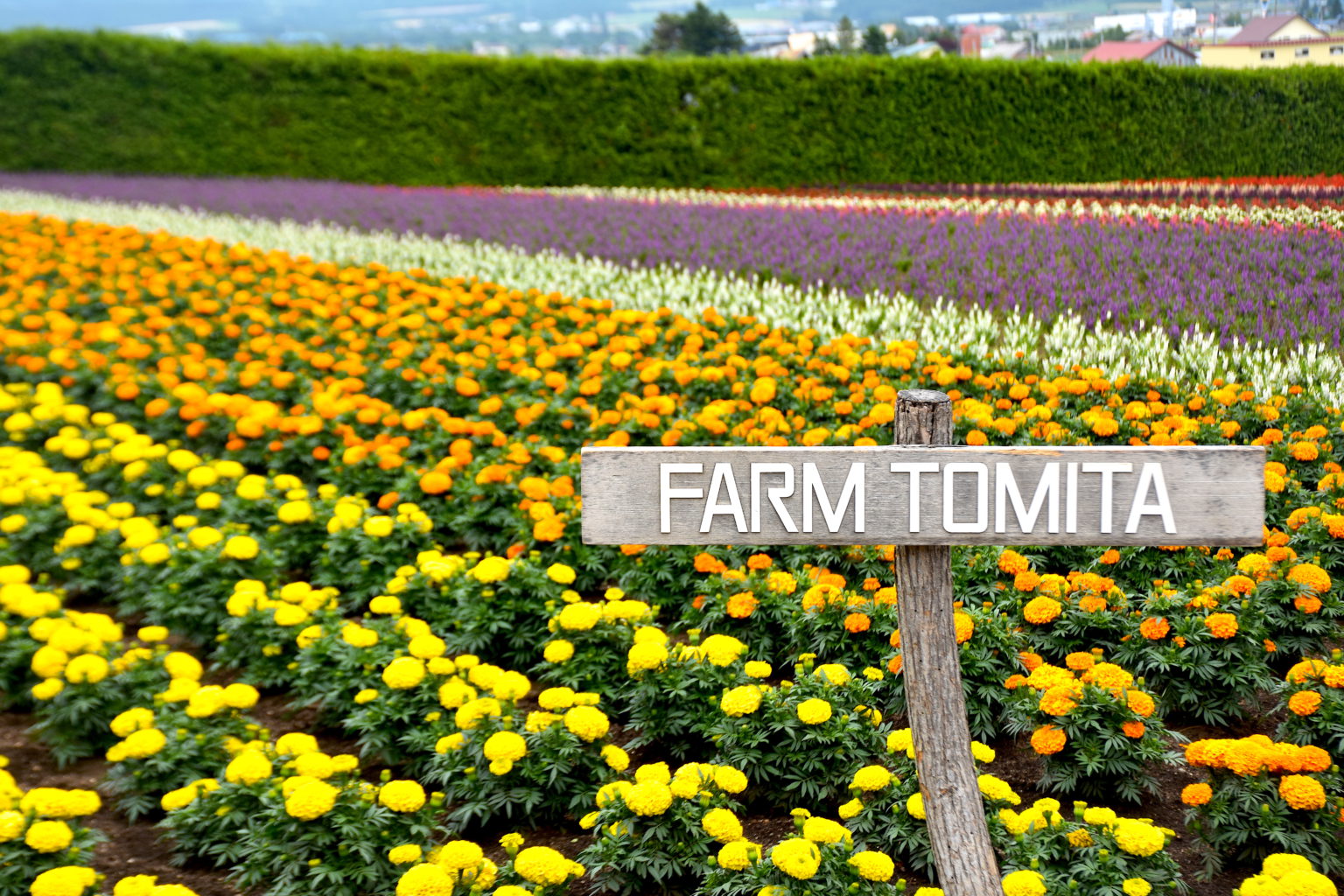 Hokkaido Flower Season 2025: Experience Furano Flowers in Spring ...