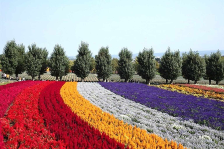 Furano Flower Fields in May, June: Farm Tomita, Shisikai no Oka, Zerubu ...